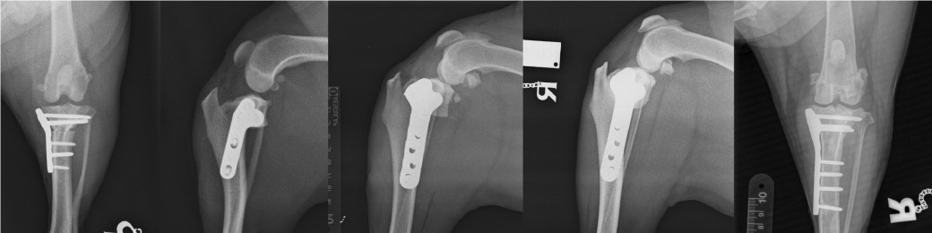 Cranial Cruciate Ligament Injury - Advanced Veterinary Services