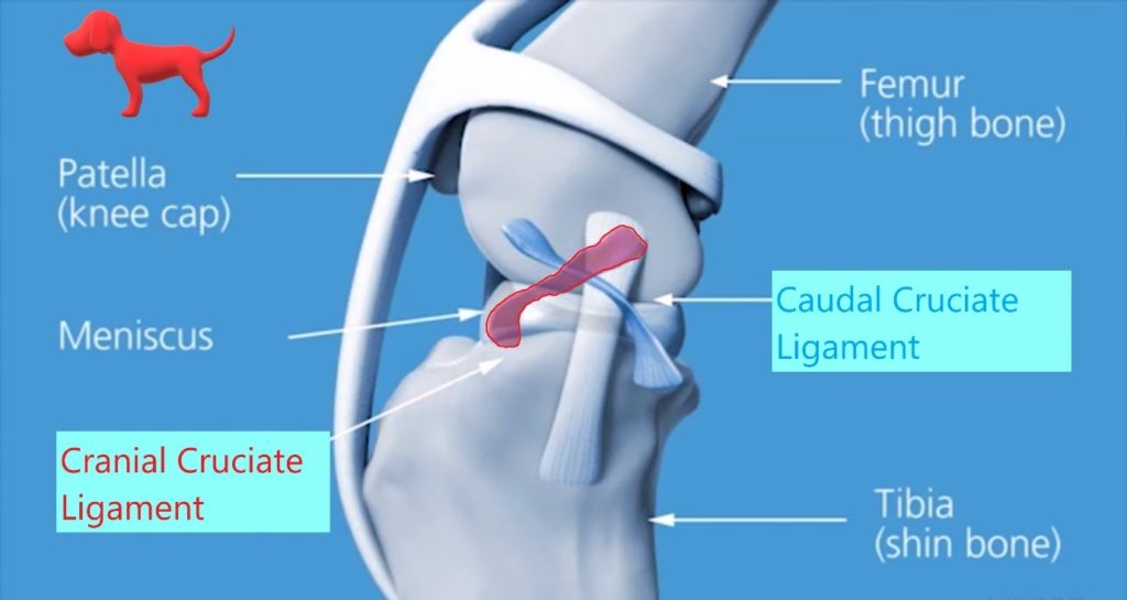 Cranial Cruciate Ligament Injury - Advanced Veterinary Services